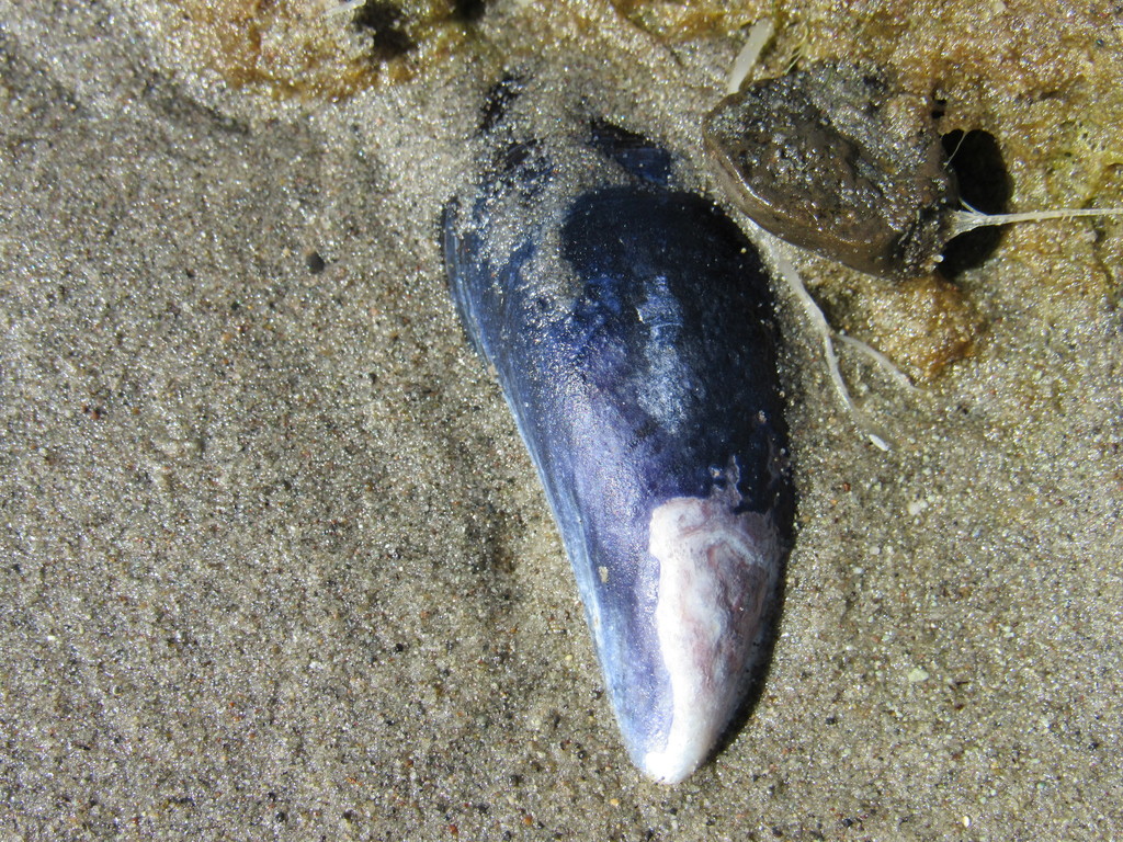 Blue Mussel Complex from Biedma, AR-CH, AR on February 16, 2022 at 03: ...