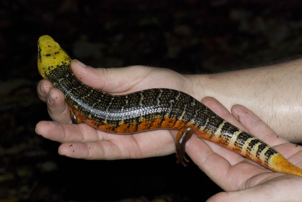 Diploglossus monotropis (Reptiles of Costa Rica's Southern Caribbean ...