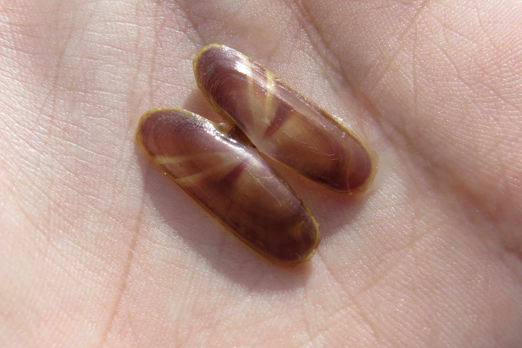 Tagelus divisus (Spengler, 1794)