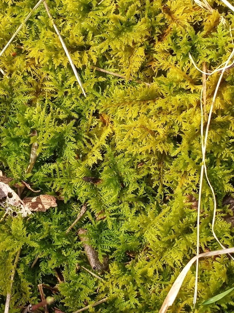 delicate fern moss from Preston, MD 21655, USA on February 18, 2022 at ...