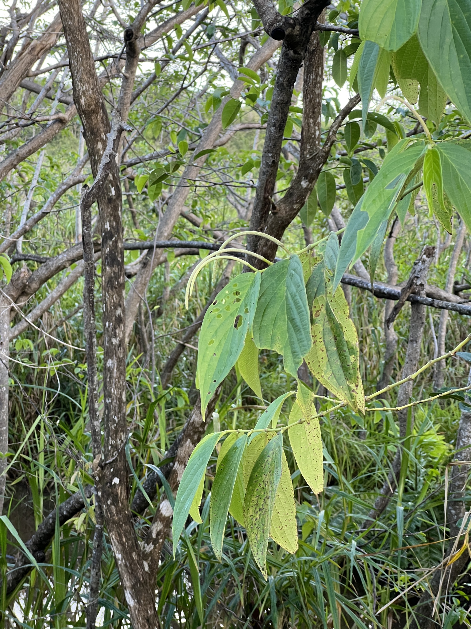 Piper aduncum L.