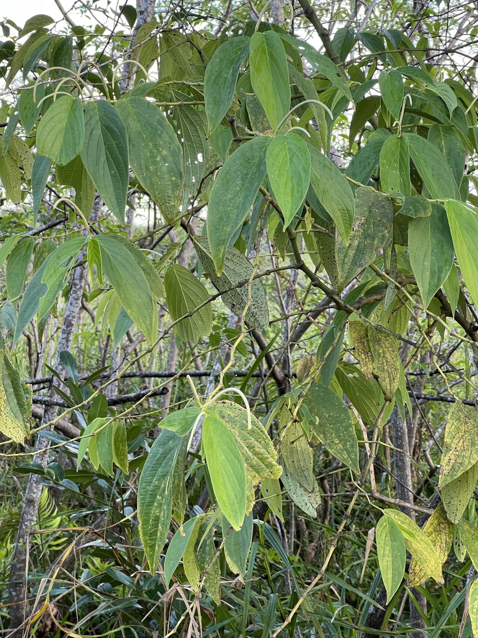 Piper aduncum L.