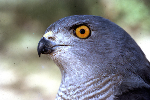 Paleotropical and Australasian Accipiters (Birds of Yarran Dheran ...