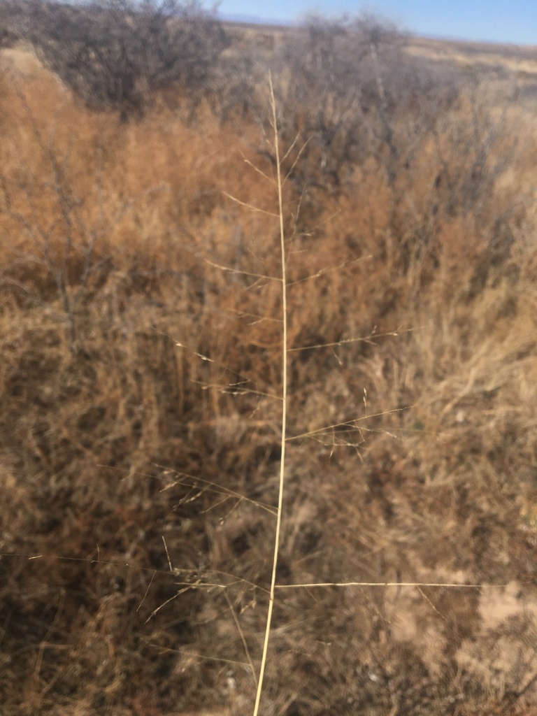 Alkali Sacaton from Carlsbad, NM, US on February 11, 2022 at 09:25 AM ...