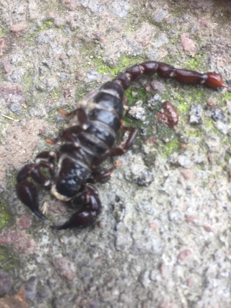 Teuthraustes Simon, 1878