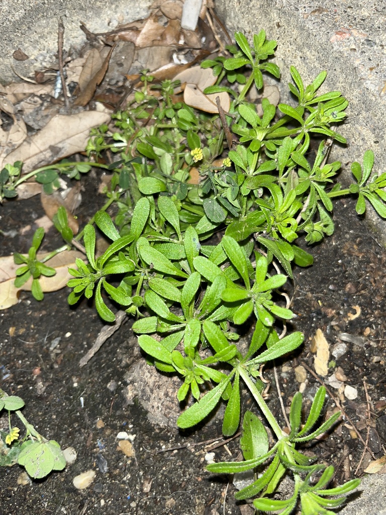 catchweed bedstraw from Smith St, Houston, TX, US on February 18, 2022 ...