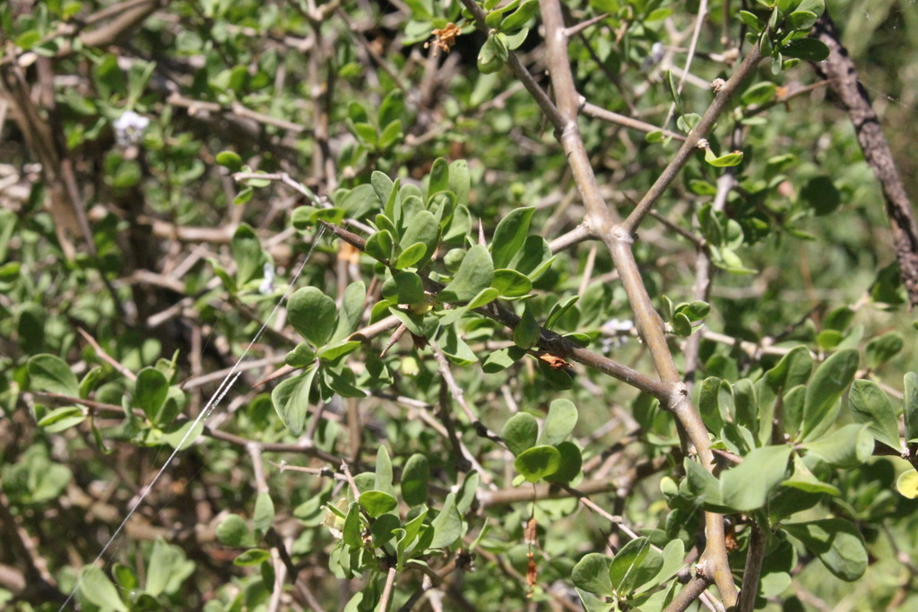 African boxthorn from Toowoomba QLD, Australia on February 26, 2016 at ...