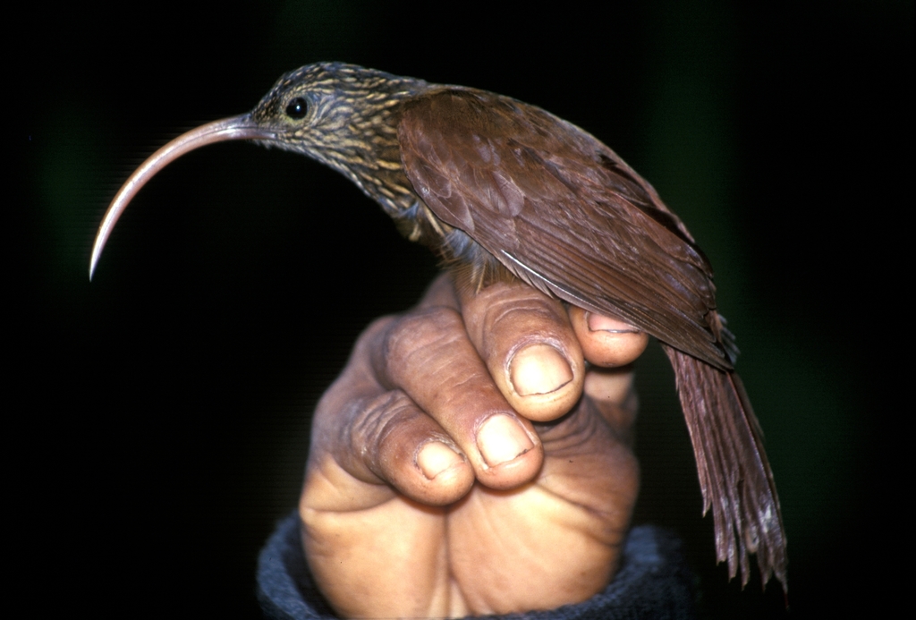 Brown-billed Scythebill (Birds of Chicaque) · iNaturalist