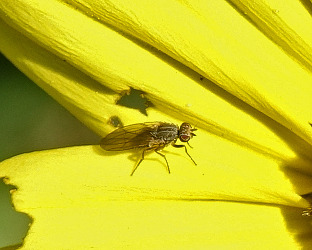 Scaptomyza from Bolsa Chica Wetlands, CA, USA on February 18, 2022 at ...