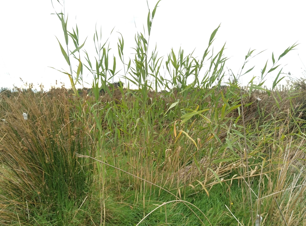 common reed from Halswell, Christchurch, New Zealand on February 19 ...