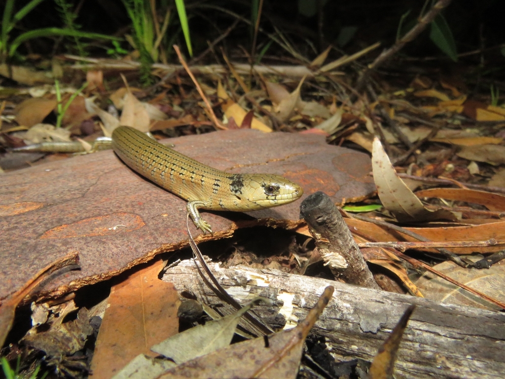 Mainland Sheoak Skink in February 2022 by Ryan Harvey. Found crossing ...