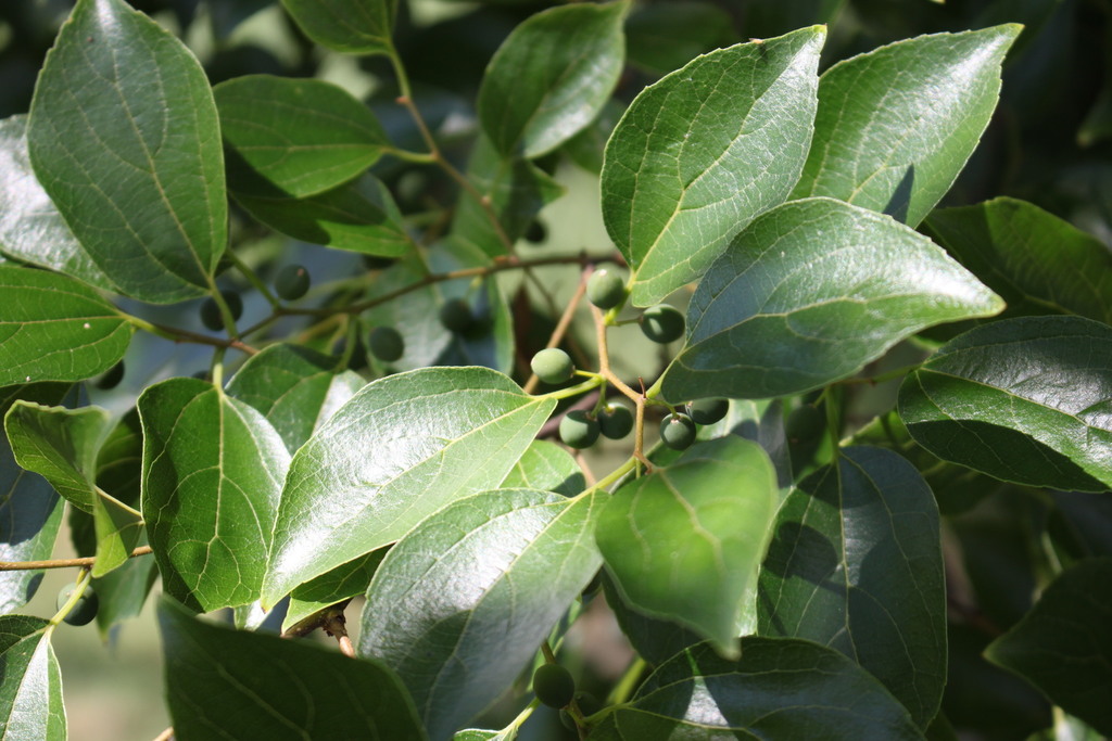 Chinese Hackberry from Leyburn QLD 4365, Australia on October 27, 2015 ...