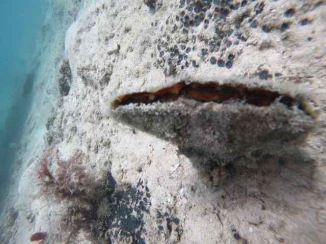 Pinna carnea Gmelin, 1791