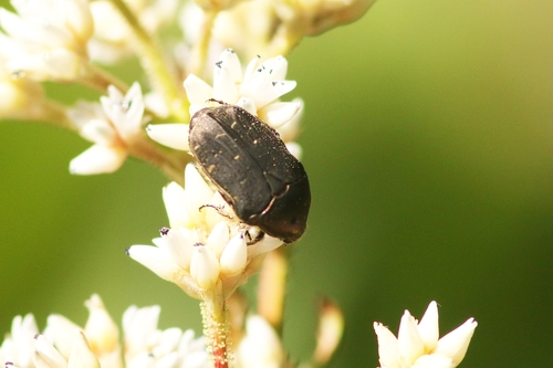 Cetonia rhododendri · iNaturalist