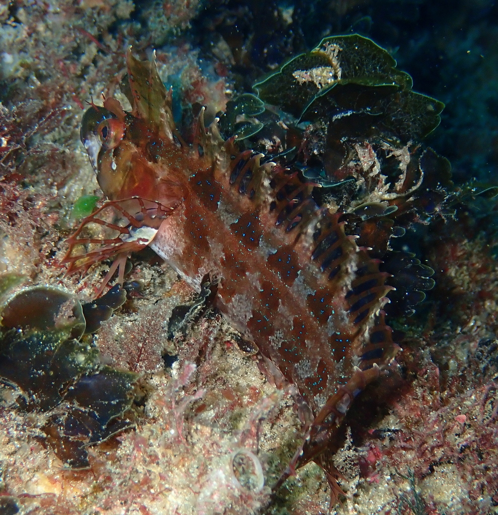 Rosy Weedfish from Northern Beaches Council, NSW, Australia on February ...