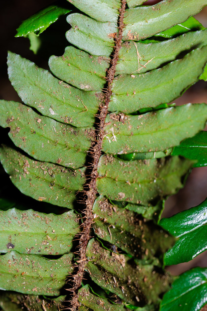 Dwarf Sickle Fern (Pellaea nana) - Botanical Realm