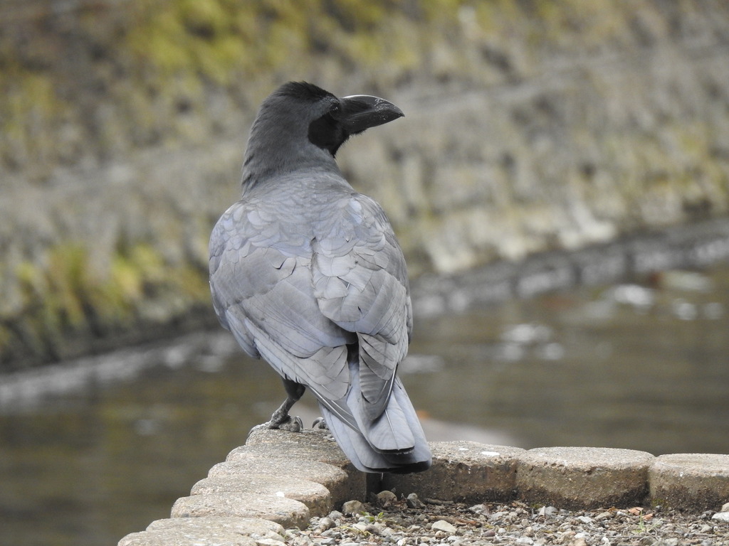 Large-billed Crow from Nakahara Ward, Kawasaki, Kanagawa, Japan on ...
