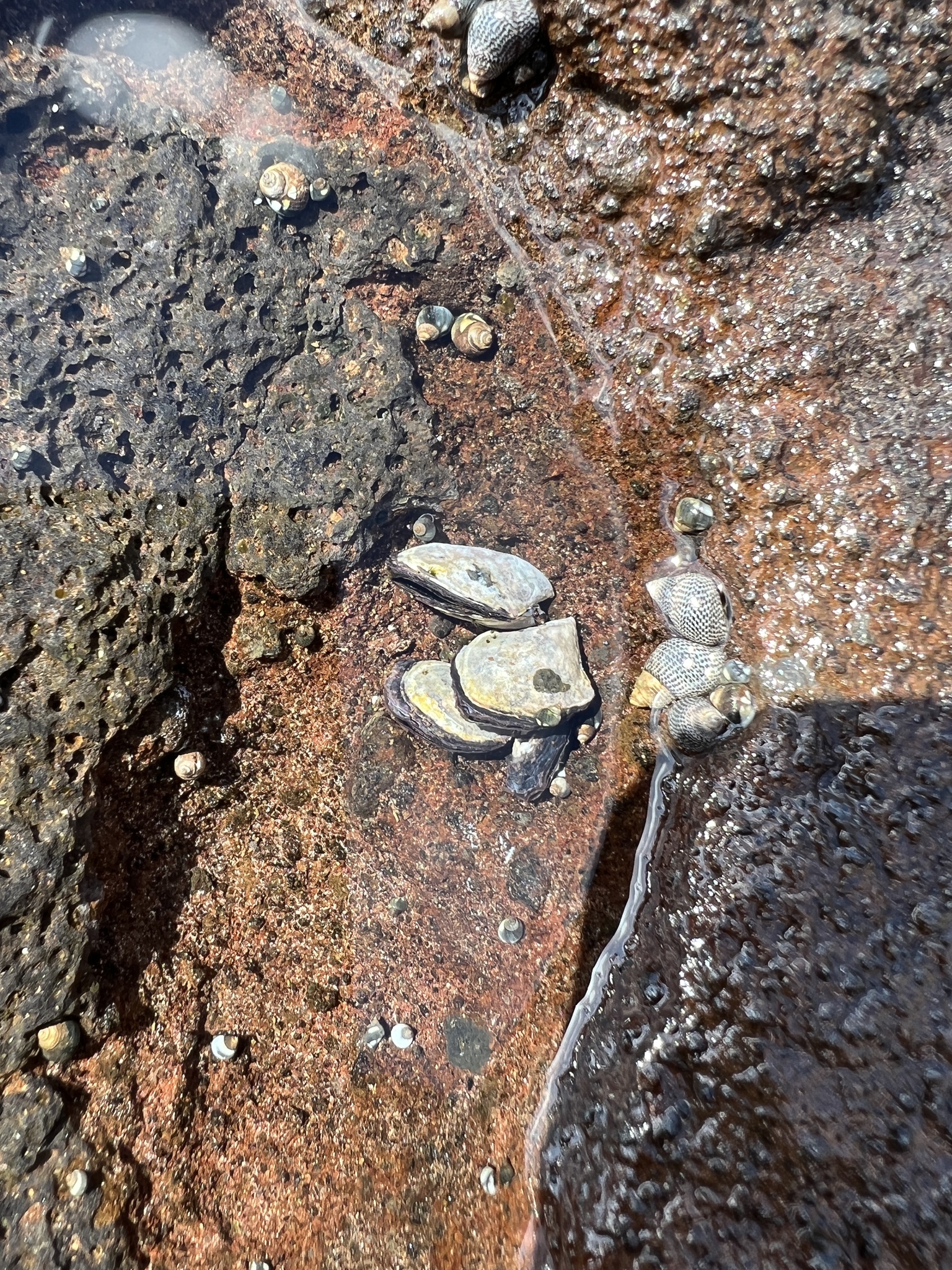 Isognomon californicus (Conrad, 1837)