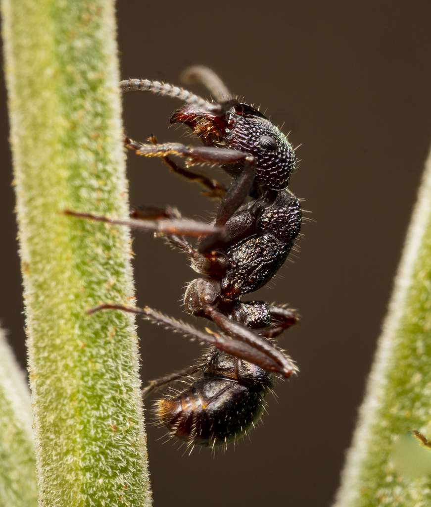 Green-head Ant from Little River VIC 3211, Australia on February 19 ...