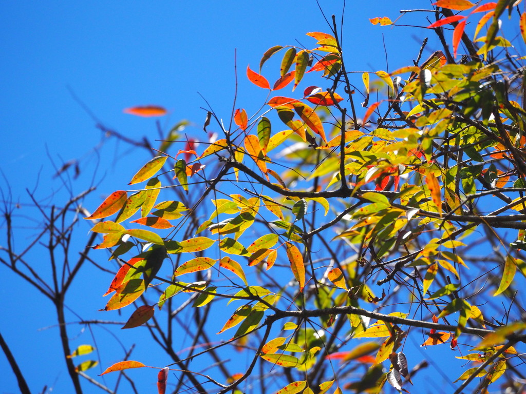 Japanese wax tree (Toxicodendron succedaneum) - Botanical Realm