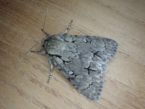 Acronicta leucocuspis · iNaturalist