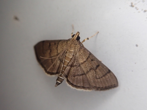 Omiodes miserus · iNaturalist