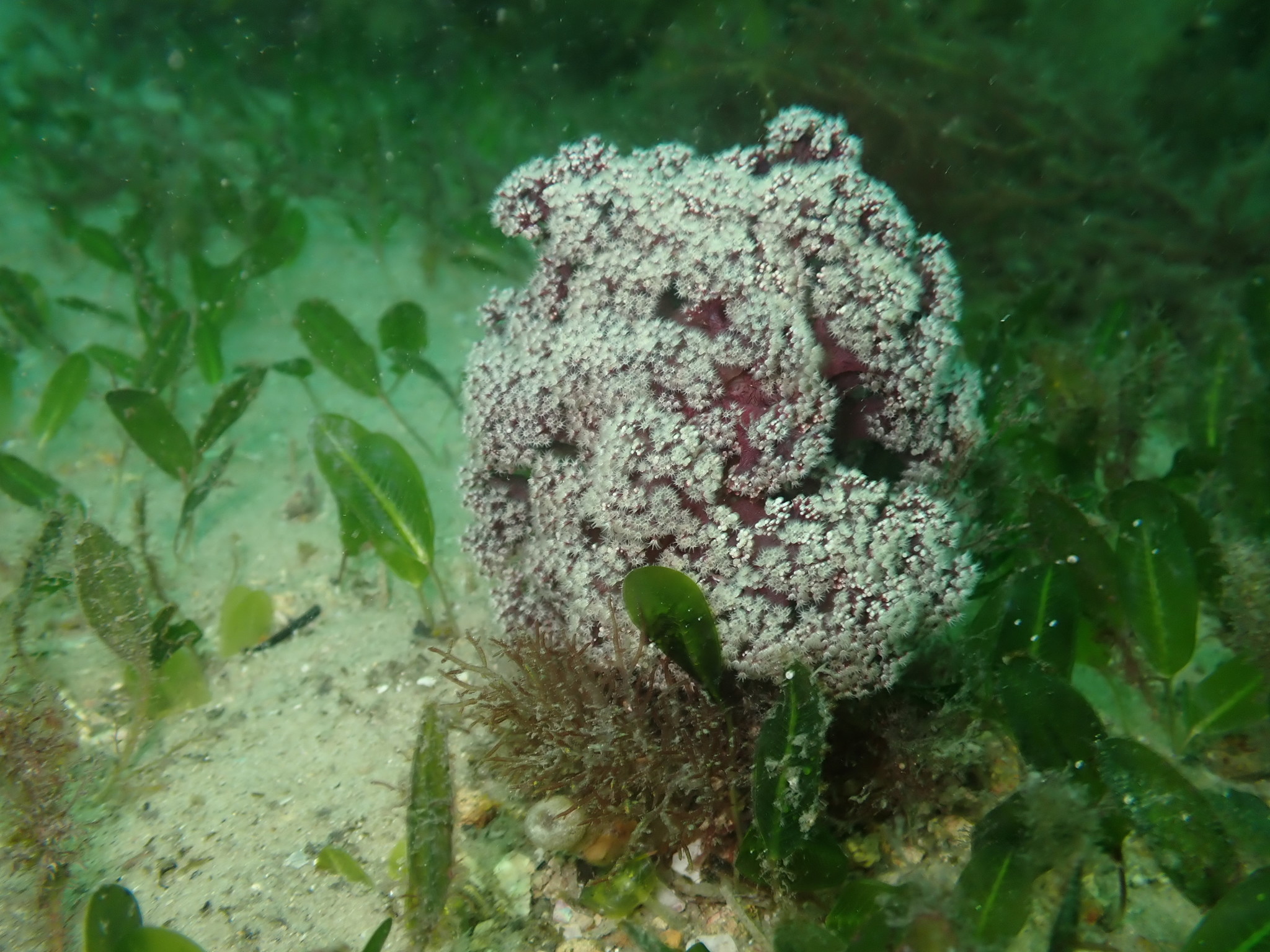 Dendronephthya Kükenthal, 1905