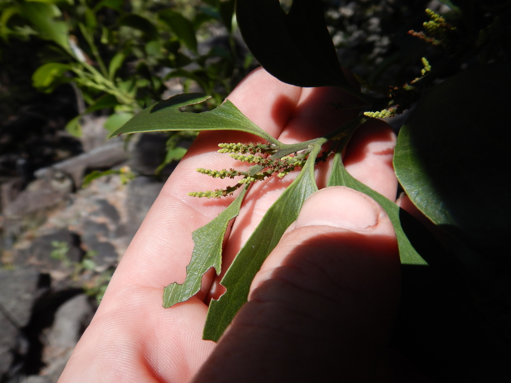Broad Leaved Native Cherry from Mirani, Queensland, Australia on ...