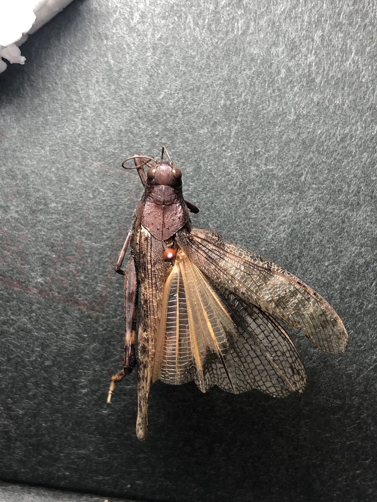 Bryodemella tuberculata diluta from 中国内蒙古自治区赤峰市巴林右旗 on July 28, 2021 at ...