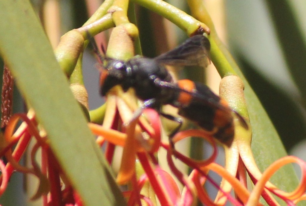 Common Wasp-mimic Bee from Onkaparinga - Hills, South Australia ...