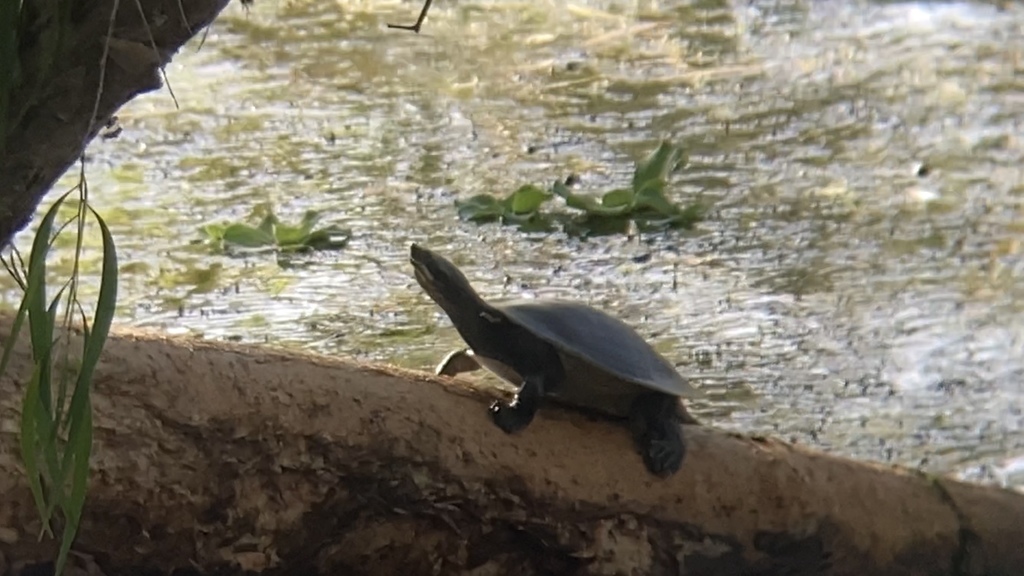 Macquarie Turtle from Ross River, Cranbrook, QLD, AU on February 19 ...