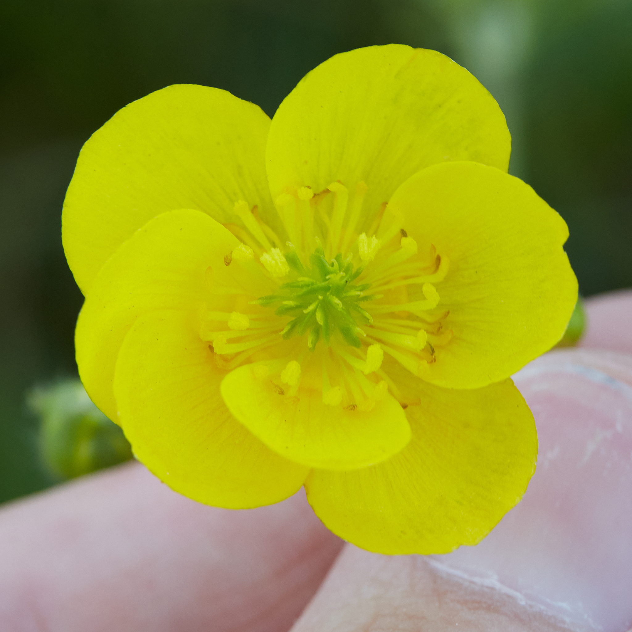 Ranunculus canus Benth.