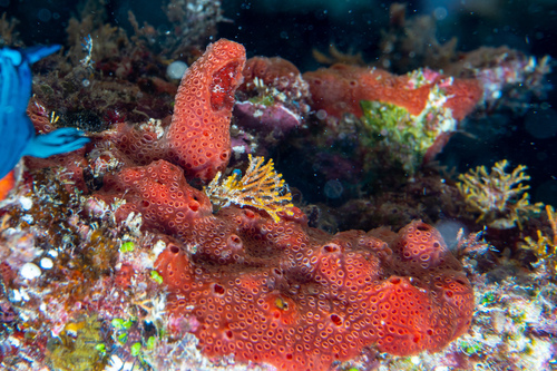 Crella papillata · iNaturalist