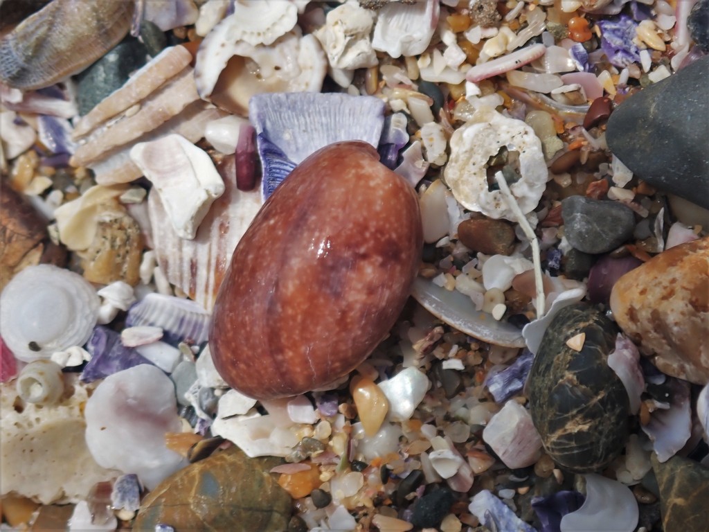 Bulla angasi from Emerald Beach NSW 2456, Australia on February 19 ...