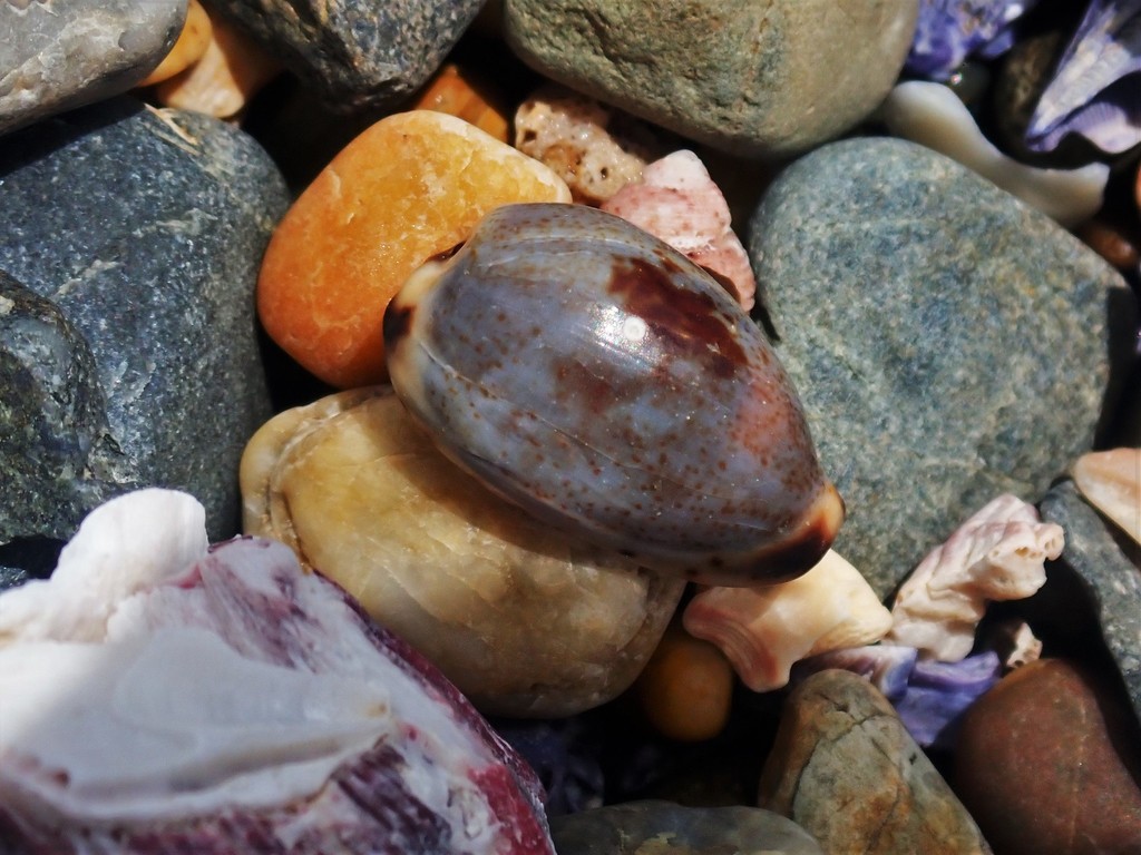 graceful cowrie from Emerald Beach NSW 2456, Australia on February 19 ...