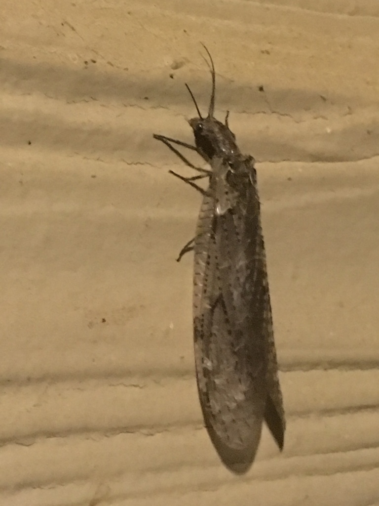 Spring Fishfly from Pinnacle Mtn State Park, Roland, AR, US on May 14 ...