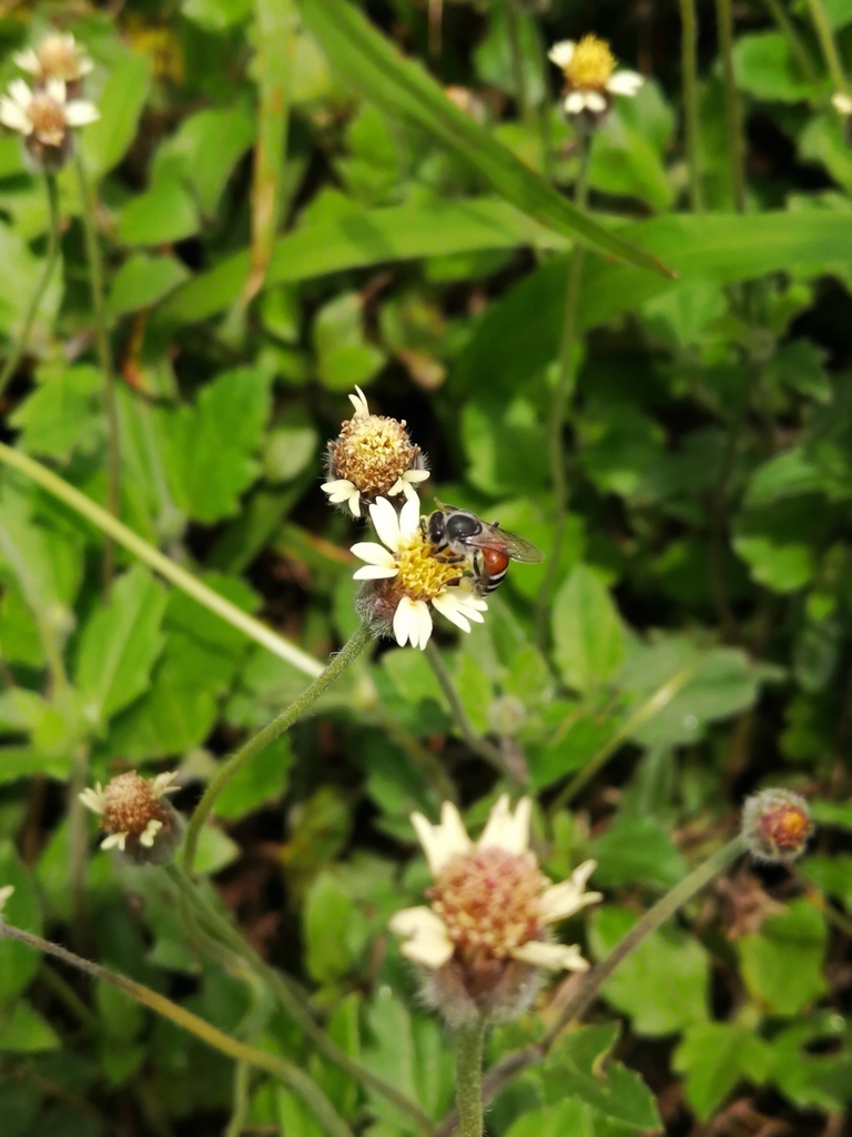 Red Dwarf Honey Bee from Sembawang, Singapore on February 19, 2022 at ...