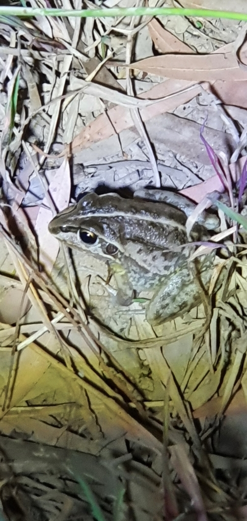 Striped Burrowing Frog from Gracemere QLD 4702, Australia on February ...