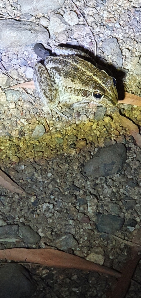Striped Burrowing Frog from Fitzroy - Pt B, AU-QL, AU on February 19 ...