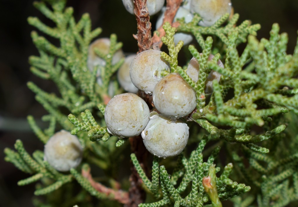 Mediterranean juniper from Βούλα, Ελλάδα on February 17, 2022 at 12:35 ...