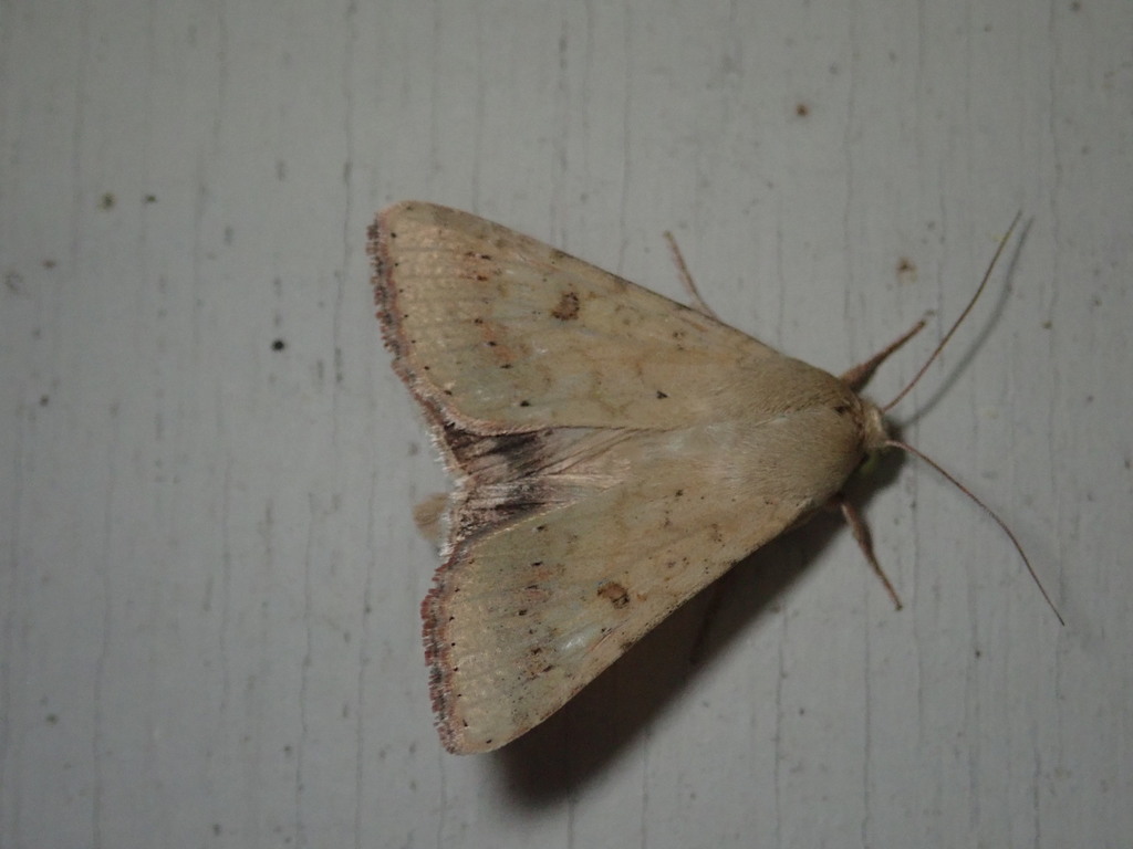 Cotton Bollworm Moth from 日本、〒920-2103 石川県白山市小柳町 on August 12, 2019 at ...