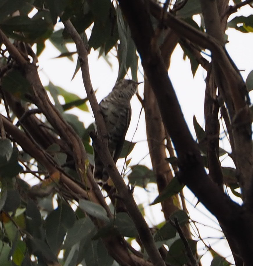 Shining Bronze-Cuckoo from 9R23+45, Windsor Downs NSW 2756, Australia ...