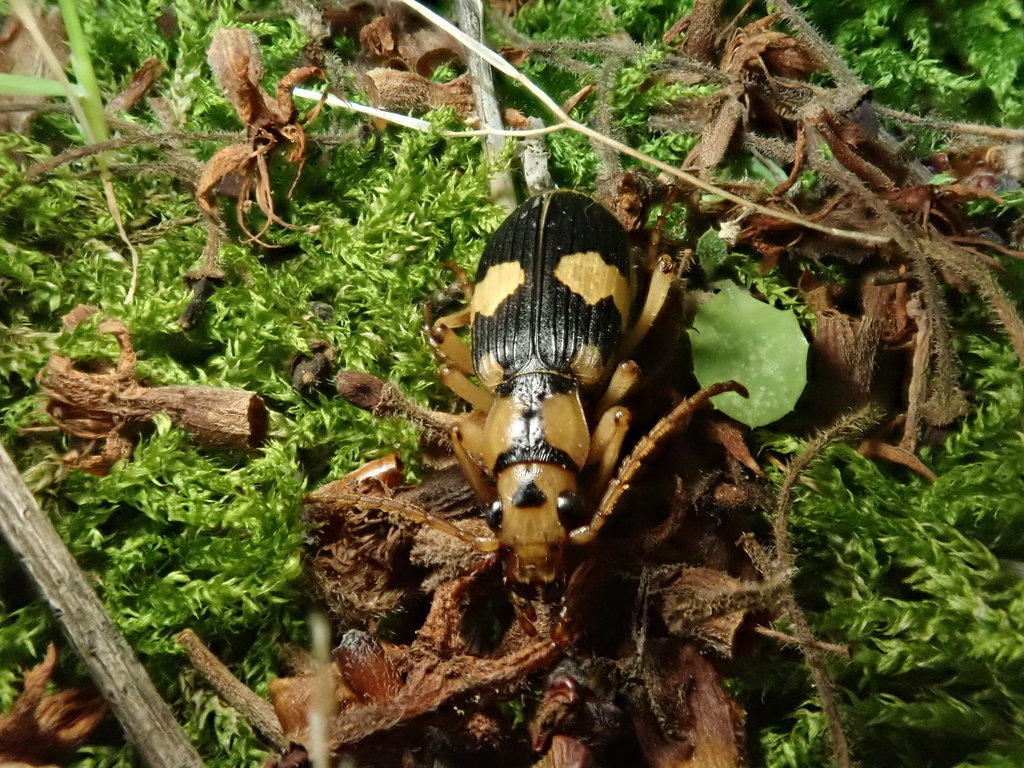 Pheropsophus jessoensis from 日本、〒921-8836 石川県野々市市末松 on May 15, 2018 at ...