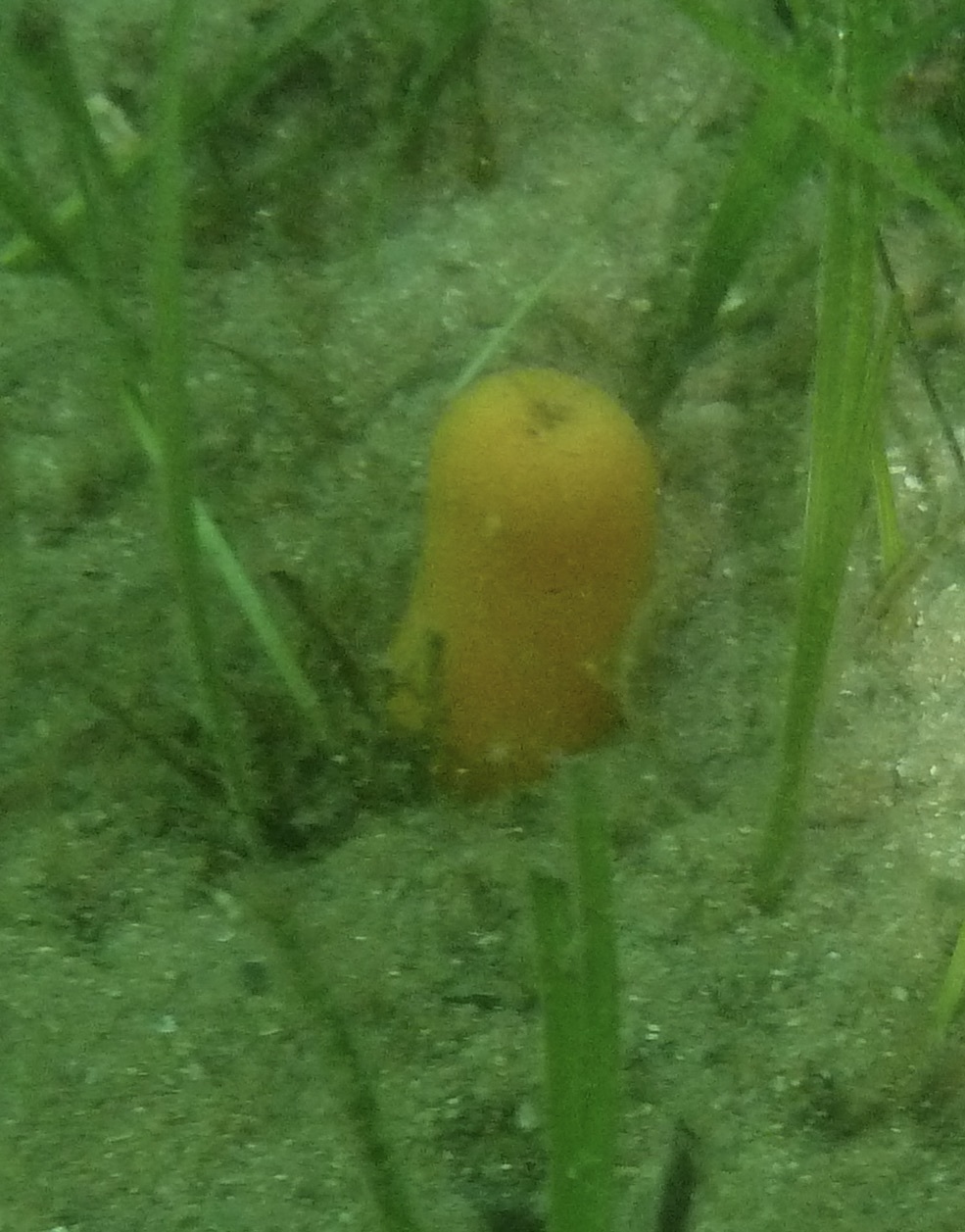 Veretillum cynomorium (Pallas, 1766)