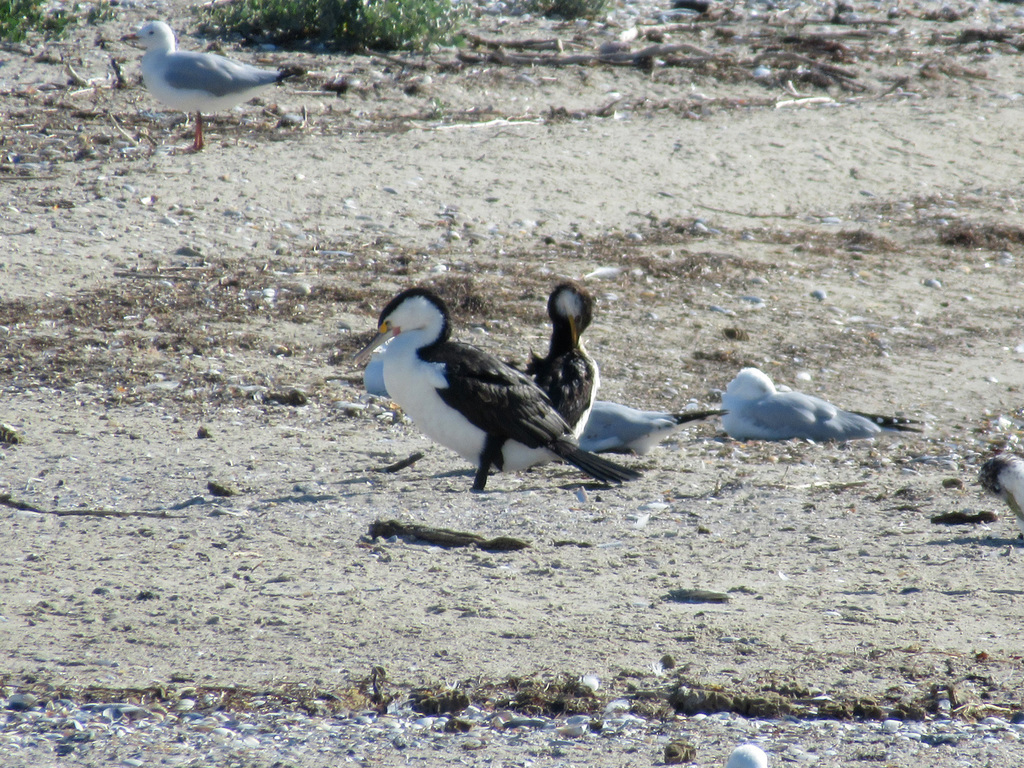Pied Cormorant from Cocoroc VIC 3030, Australia on February 19, 2022 at ...