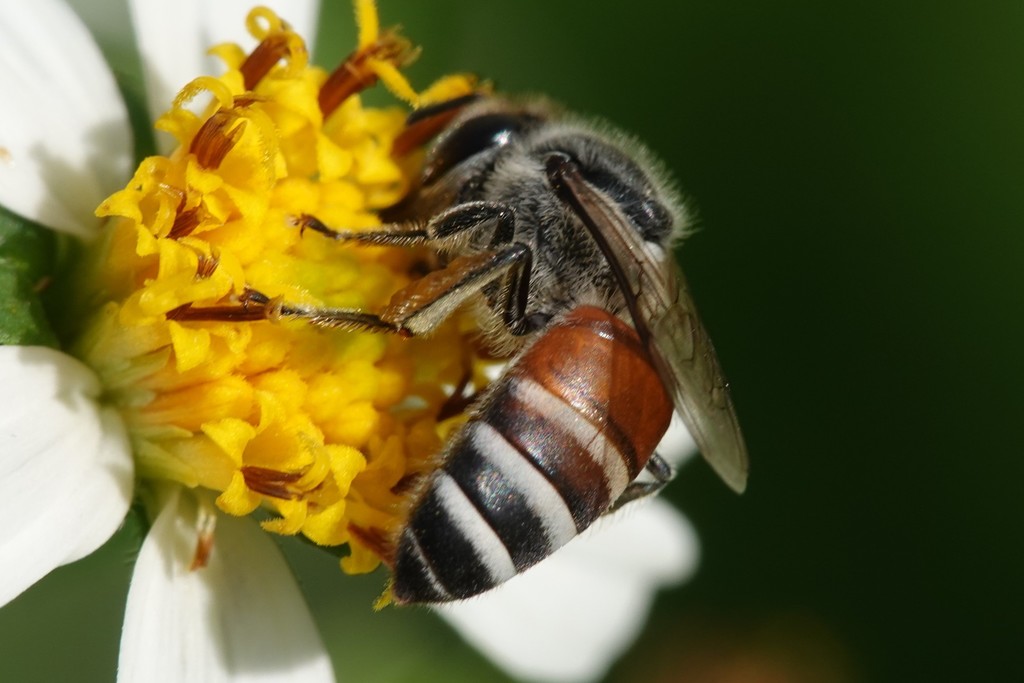Red Dwarf Honey Bee from Tampines, Singapore on February 19, 2022 at 04 ...