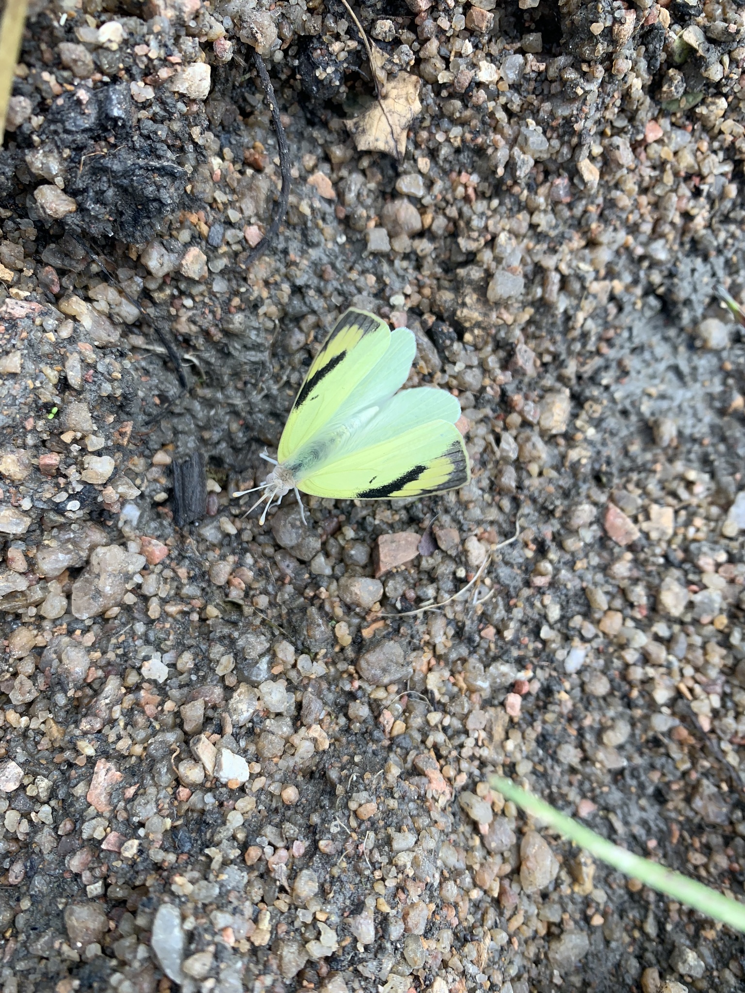 Teracolus subfasciatus Swainson, 1833