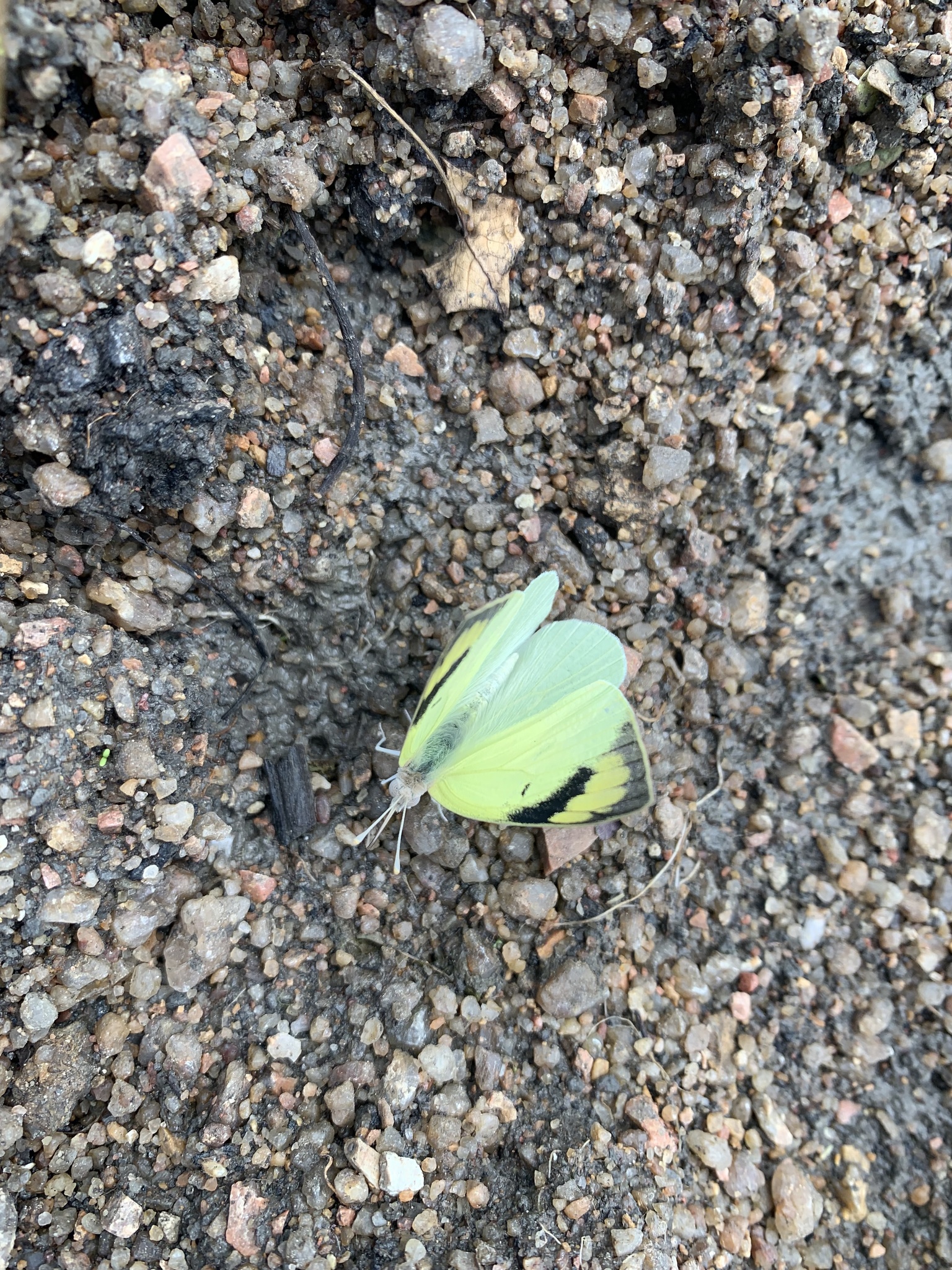 Teracolus subfasciatus Swainson, 1833