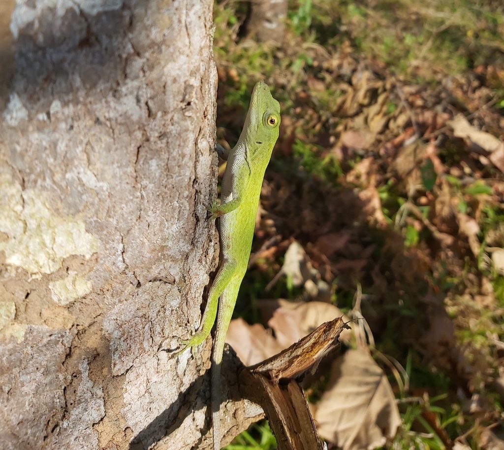 Neotropical Green Anole from Pedasí, Panamá on February 10, 2022 at 08: ...