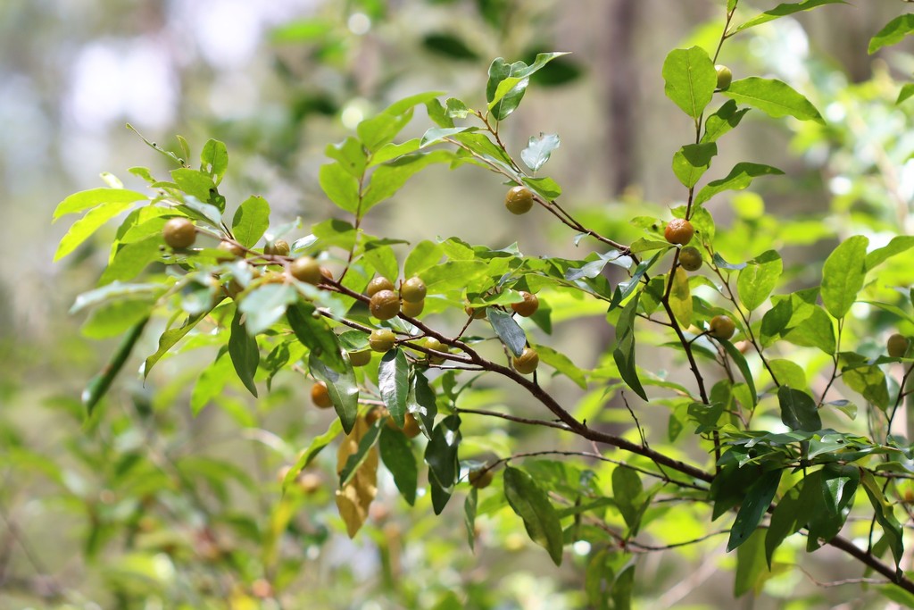 picrodendron family (Picrodendraceae) - Botanical Realm